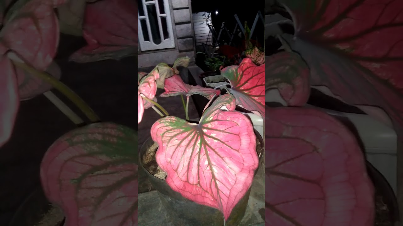 koleksi bunga lompong dan bunga bayam-bayaman - YouTube