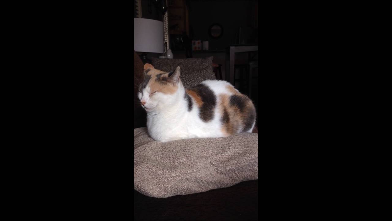 Cat Breathing snoring snorting sound1 - YouTube