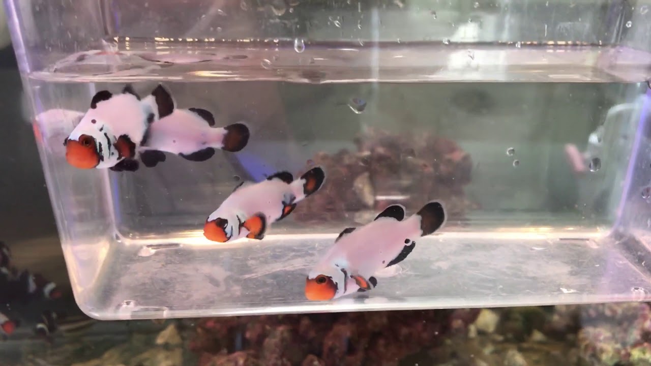 Flurry Clownfish - YouTube
