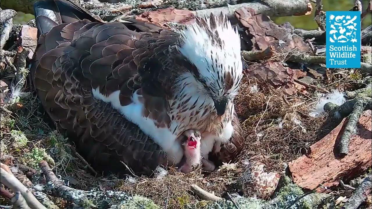 First Osprey Chick of the Season Hatches - (Loch of the Lowes Osprey Webcam 2023) - YouTube