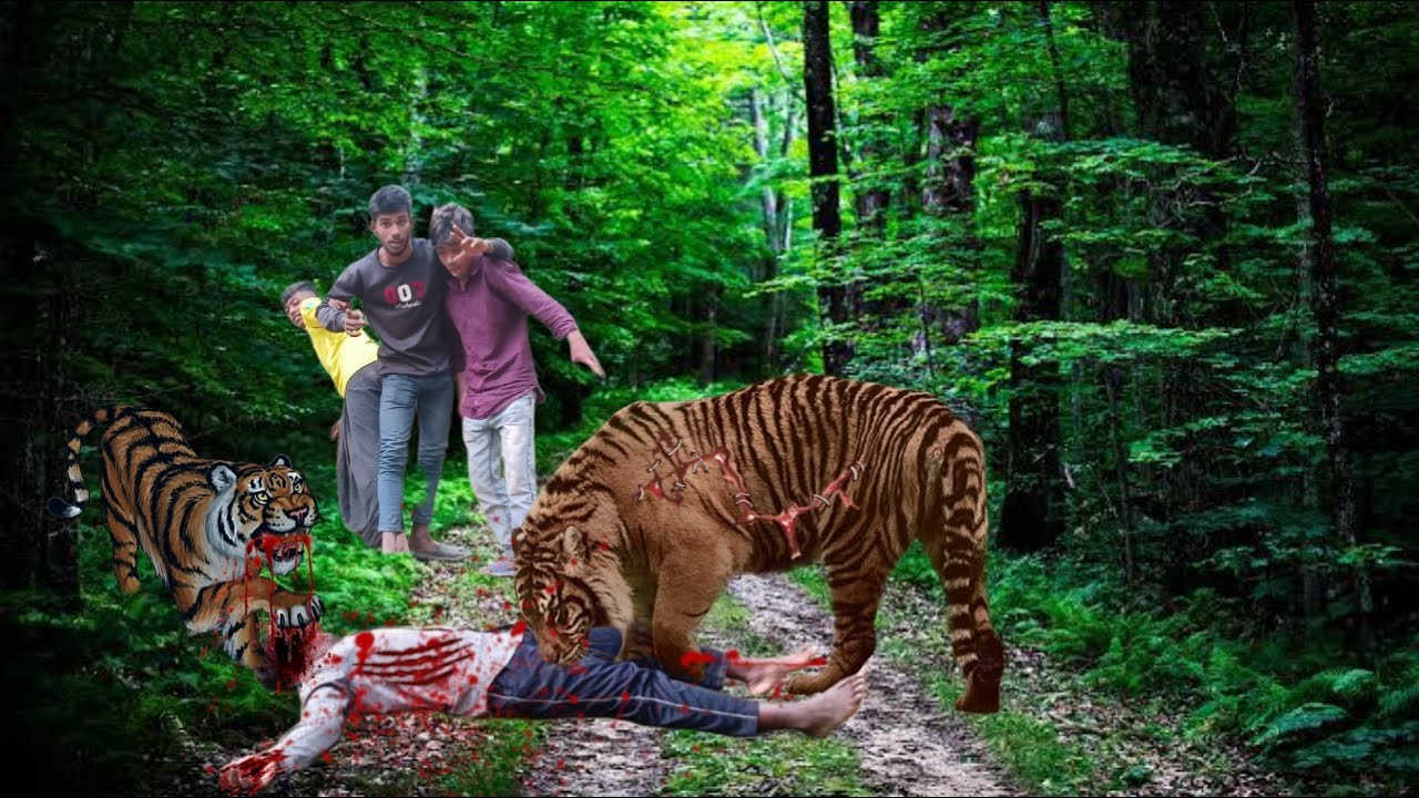 AKI:TIGER. ATTACKING IN FOREST | Tha.ROYAL BENGAL TIGER. Ultimate show ...