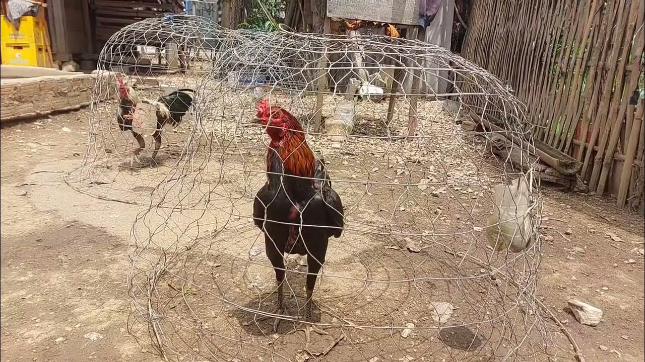 Faib Qaib ntau kau taws thiab qaib ntau kav taws sib txawv li cas..! - YouTube