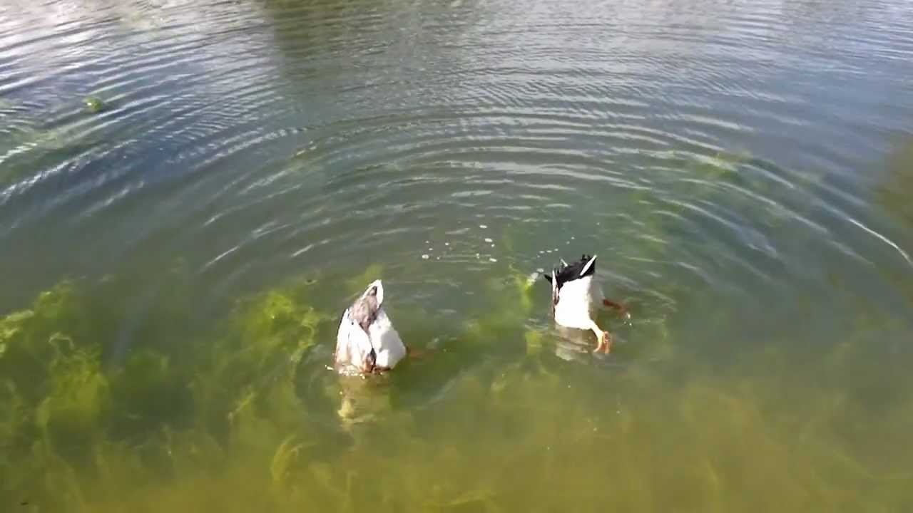 patos silvestres de la Prof Marita Perù - YouTube