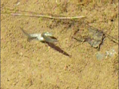 Crustacean attack - YouTube