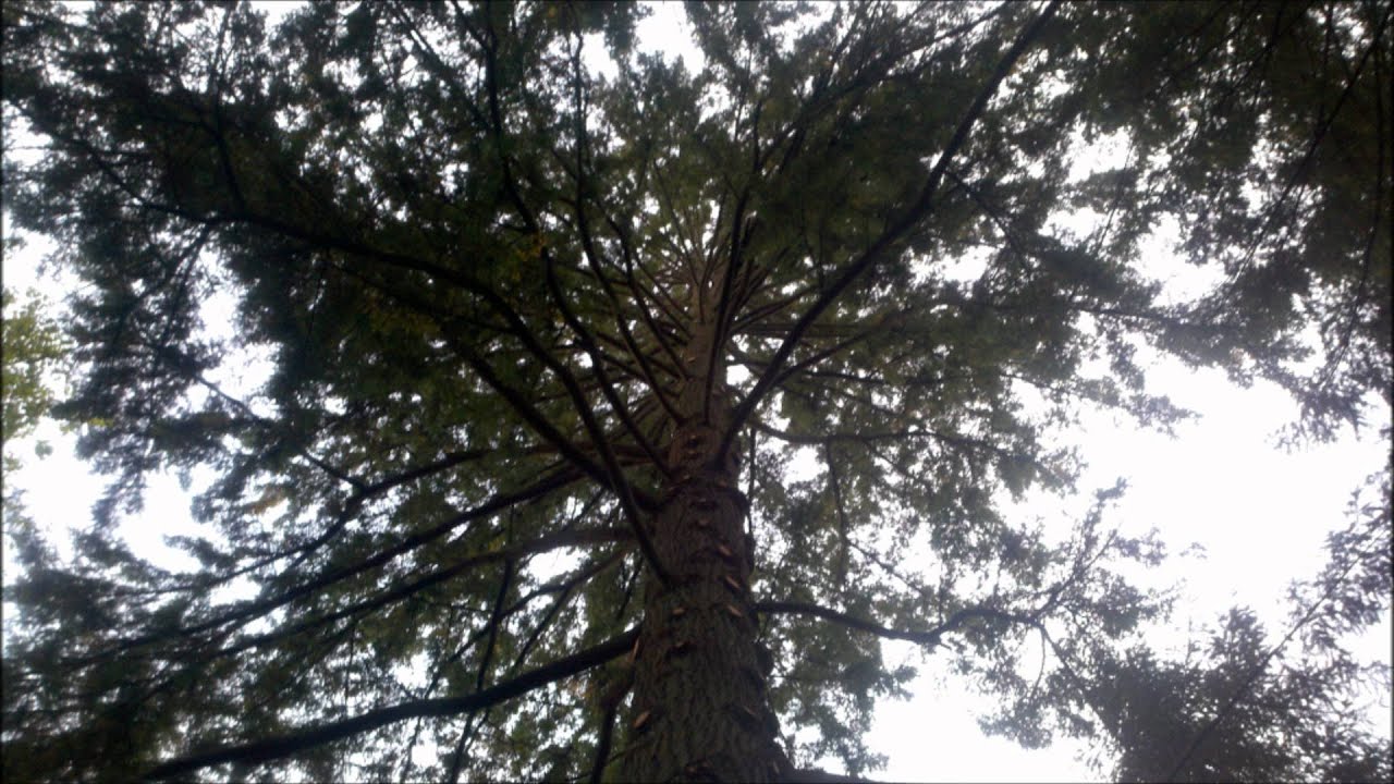 Tree Pruning - Old Growth Fir, Archon Tree Video.wmv - YouTube