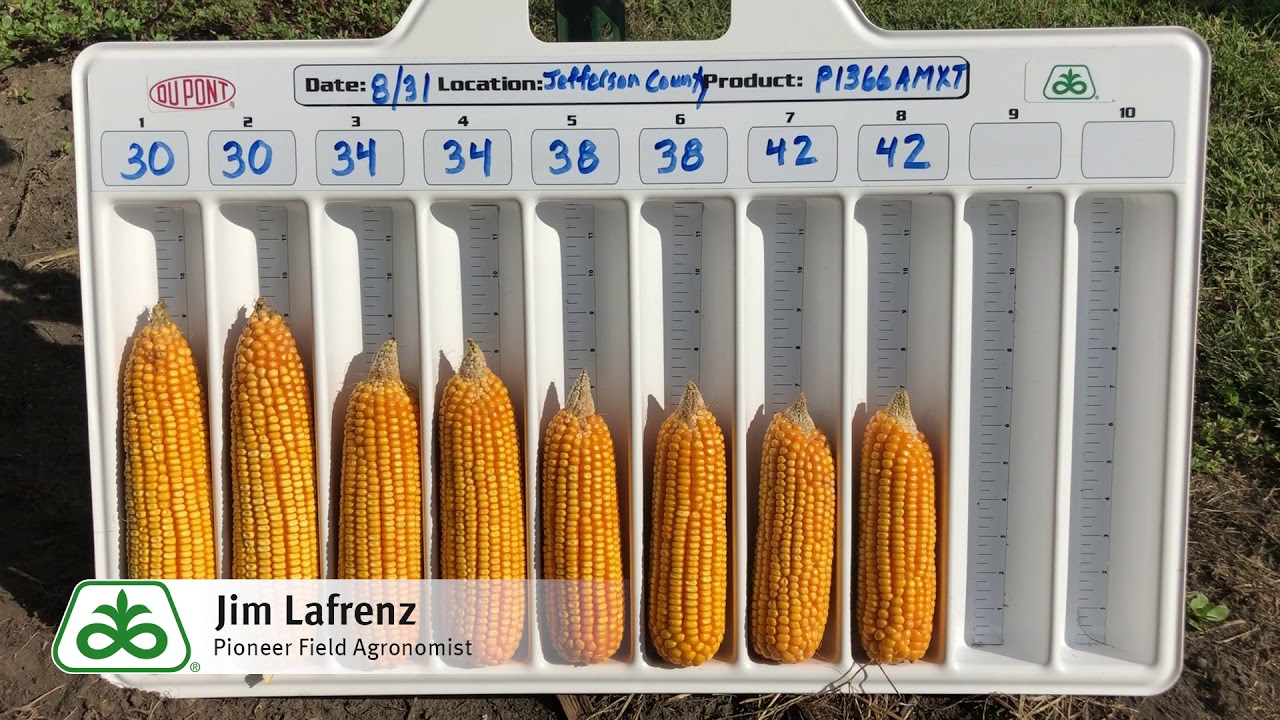 Pioneer Corn