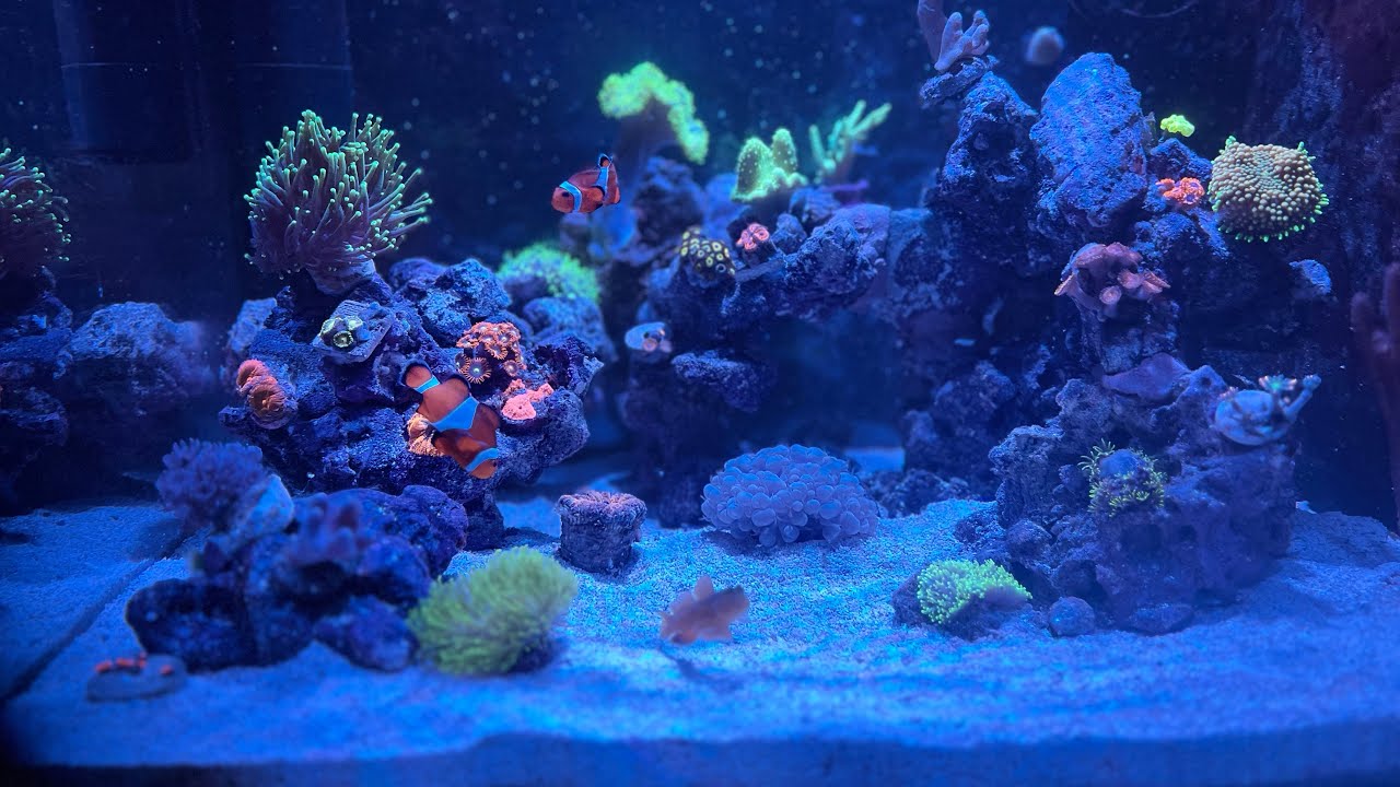 Fragging my NEON GREEN Toadstool leather - YouTube