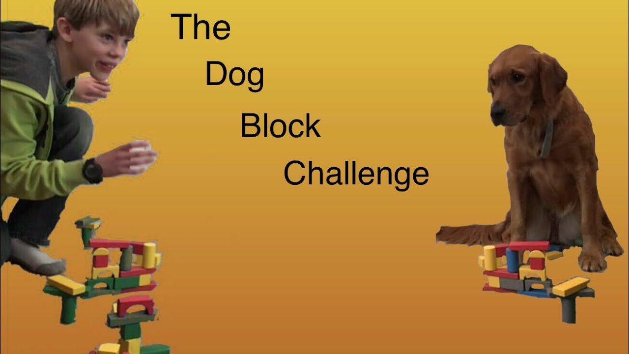 Dog Block Challenge! - YouTube