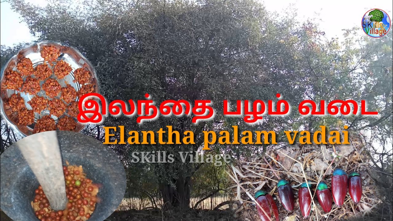 Elantha palam vadai|இலந்தை பழம் வடை |skills village|Indian Jujube fruit ...