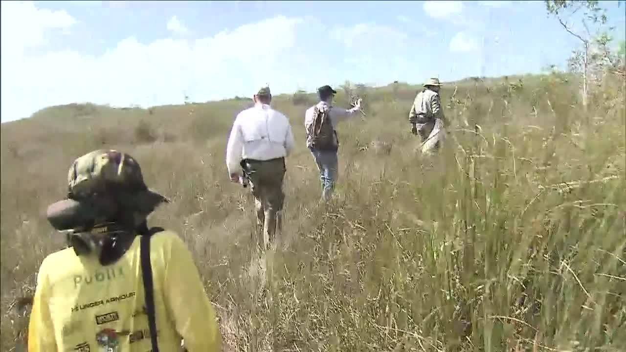25 hired hunters begin targeting pythons in Everglades - YouTube