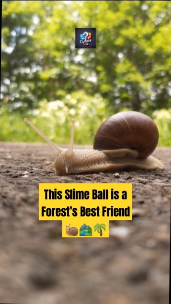 This Slime Ball is a Forest’s Best Friend #shortsviral #animalfacts # ...