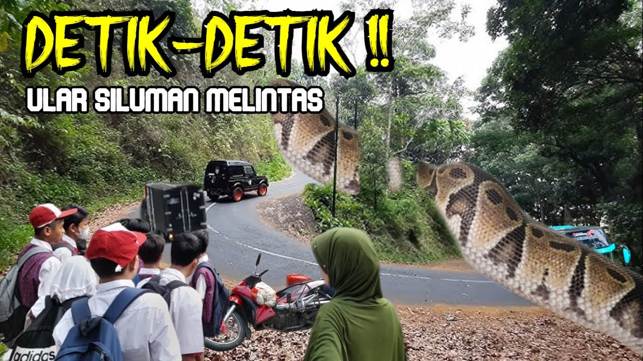 DETIK DETIK ULAR RAKSASA MELINTAS! Penampakan Siluman Ular Terbesar ...