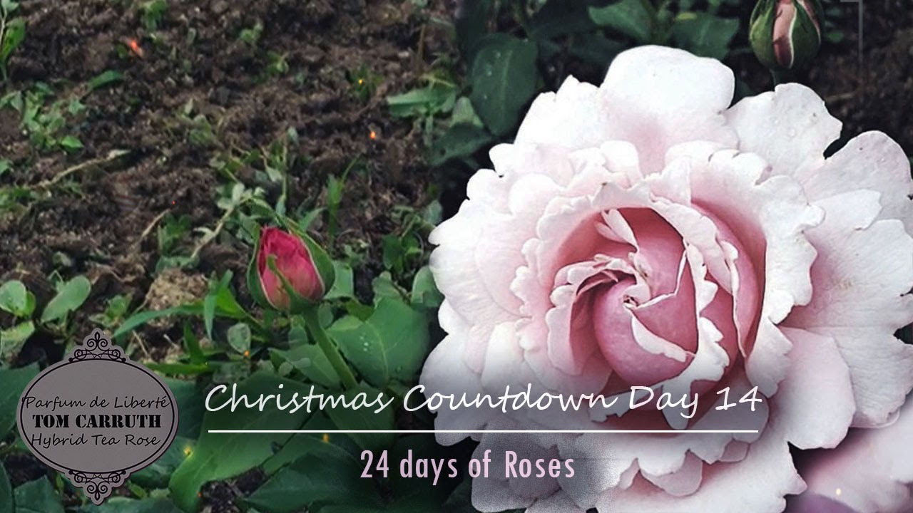 Parfum de Liberté - Tom Carruth ️Rose Christmas Countdown 2023 ️24 days ...