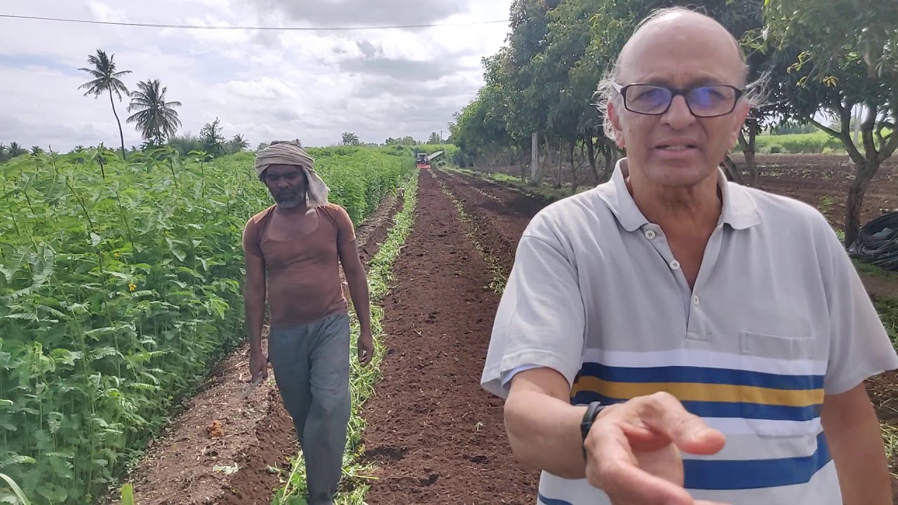 Green manure crop Dhayacha mixing in the soil - YouTube