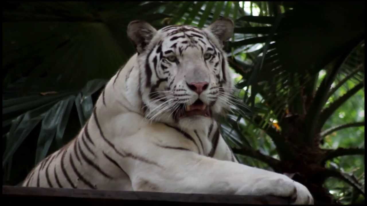 Visita la Fundación Refugio Salvaje, El Salvador Turismo te lleva - YouTube