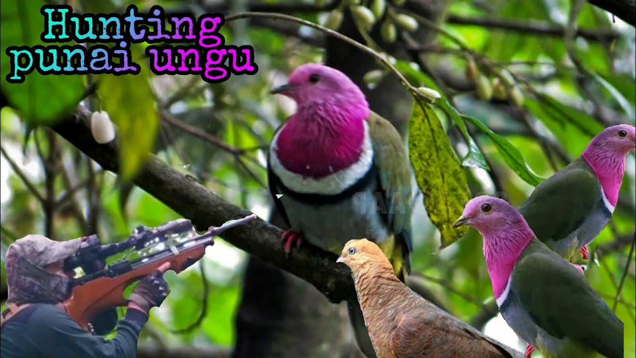 Berburu burung punai ungu/uncal merah di musim berkabut/Pink headed ...