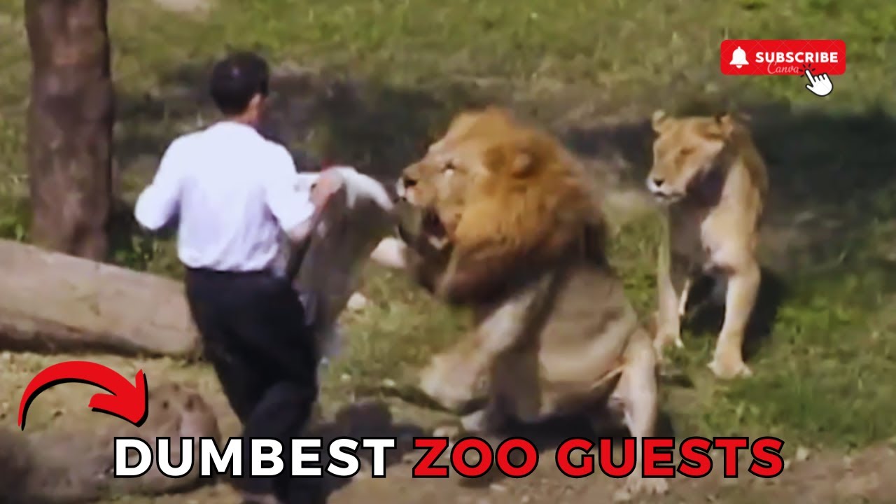 12 dumbest zoo guests caught on camera what were they thinking. - YouTube