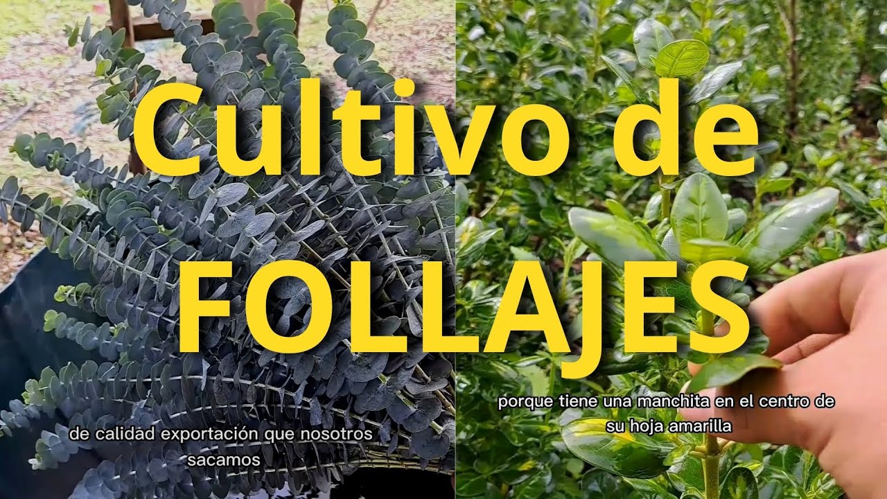 Conoce mis cultivos de follajes, parte importante del mundo de la ...