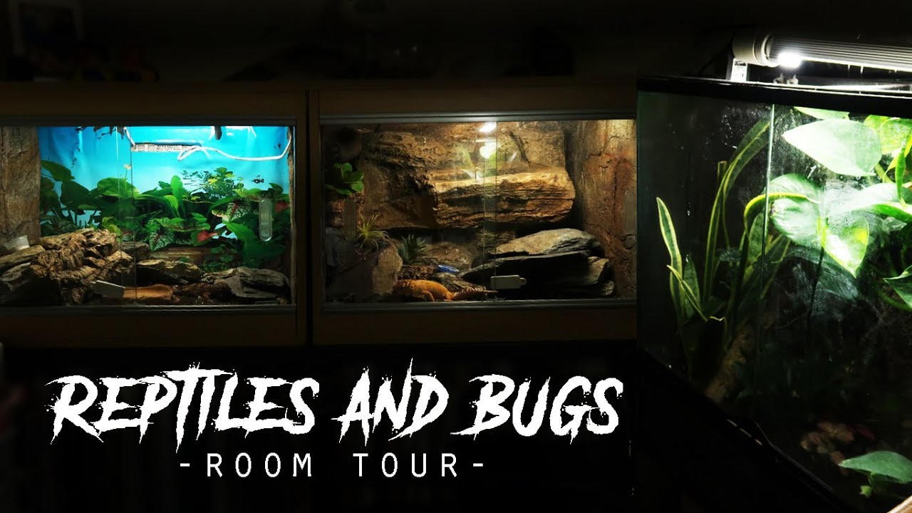 REPTILE & BUG ROOM TOUR! - YouTube