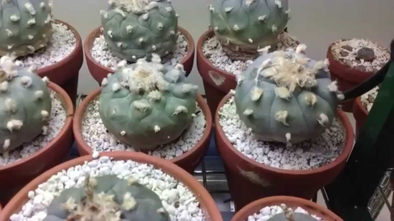 Peyote - indoors part 2 - YouTube