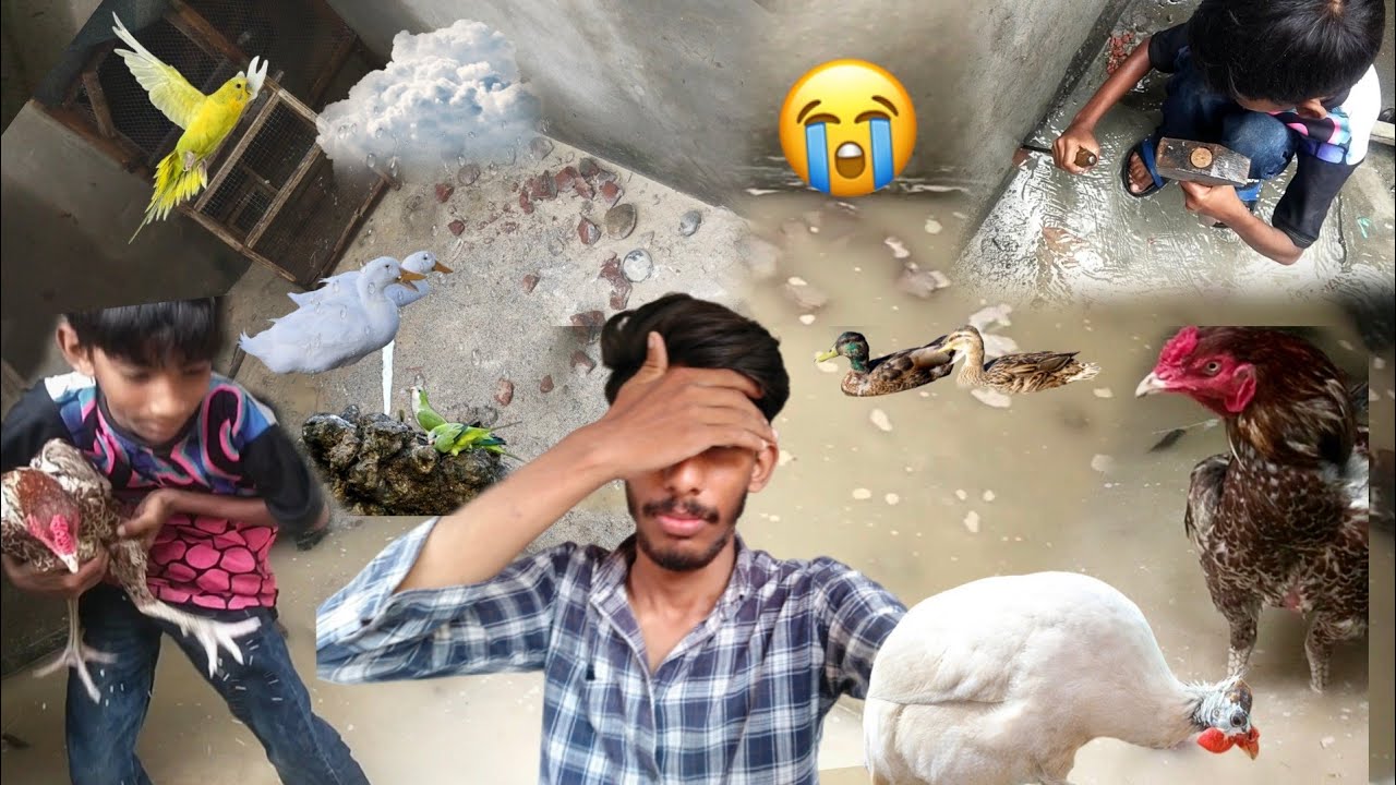 Mini Zoo Barish Ma Dob gea 😭 - YouTube