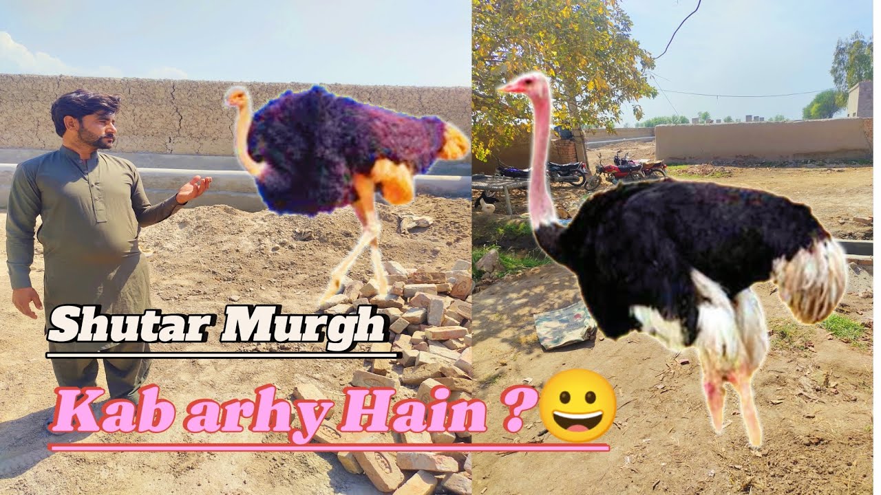 Shutar Murgh Kab Arhy Hain Farm Par ? 😀 | Ye Kia Ho Rha Hai ? - YouTube