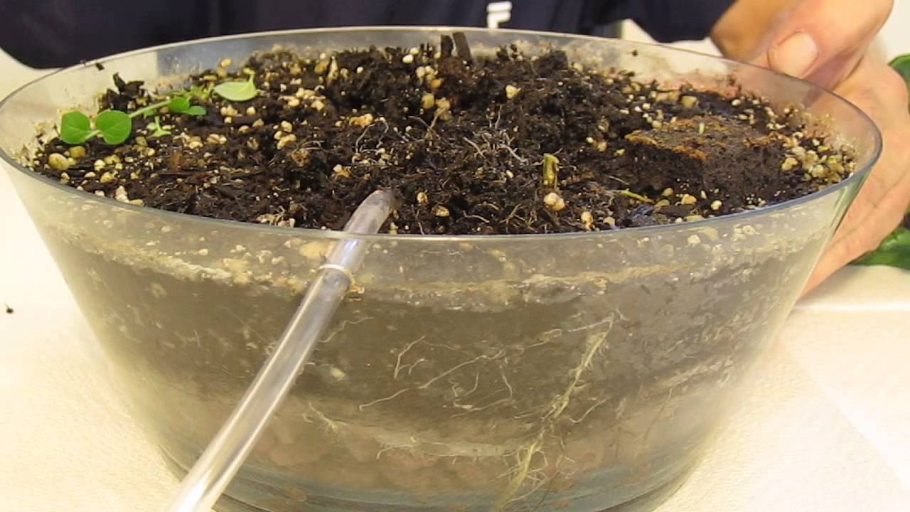 The increased growth and yields of Air Injection Technology for SOIL ...