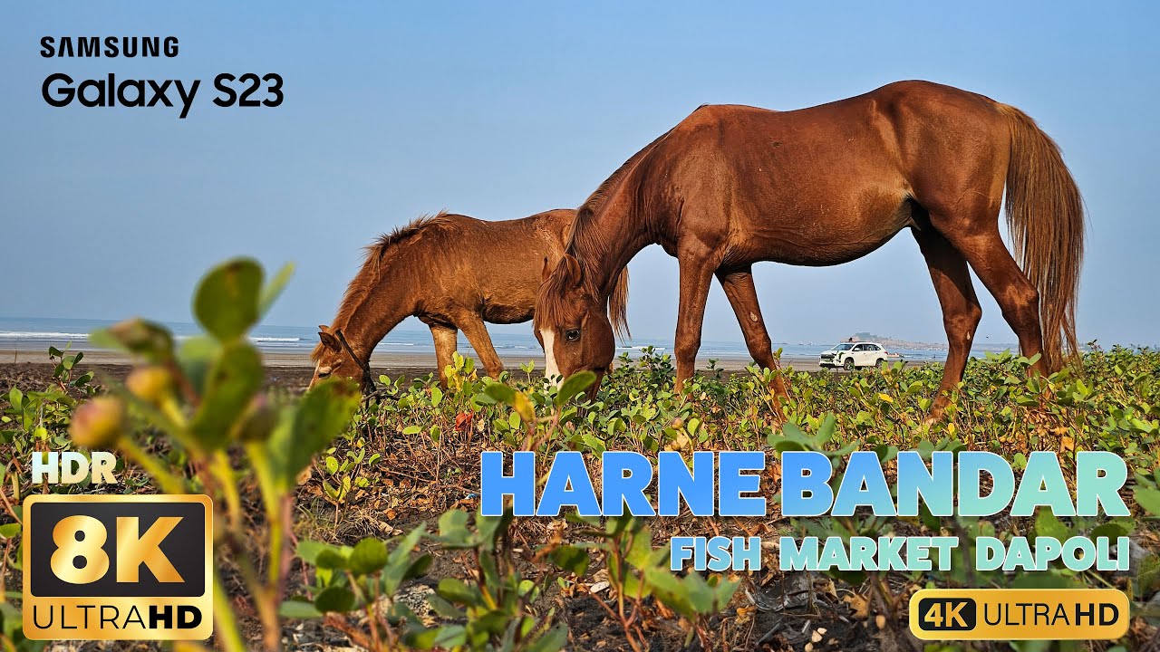 Captivating Samsung Galaxy S23 Ultra 8K 4K Videos at Harne Bandar Fish ...