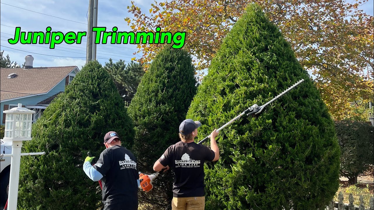 Trimming MONSTER Juniper Bushes - YouTube