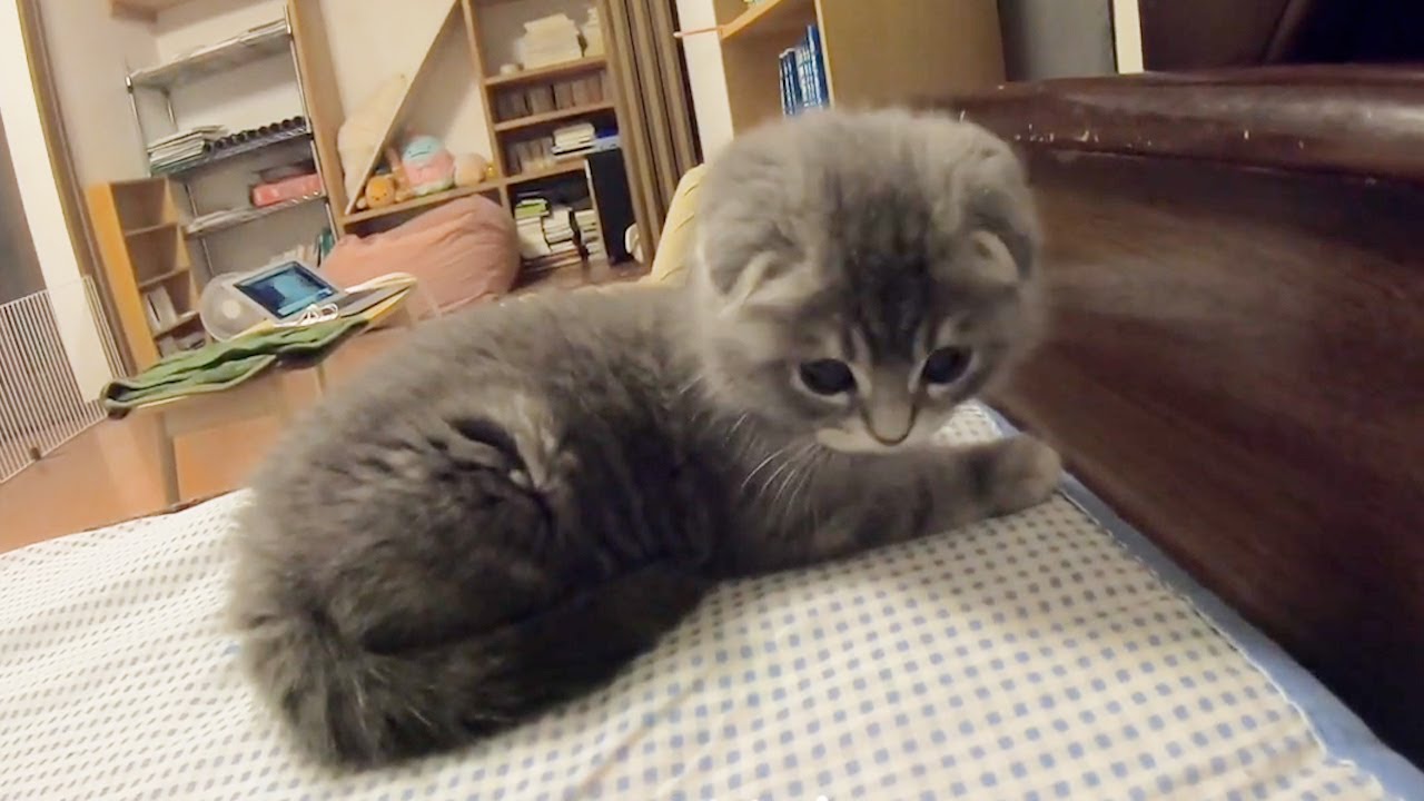 Too sweet kitten - YouTube