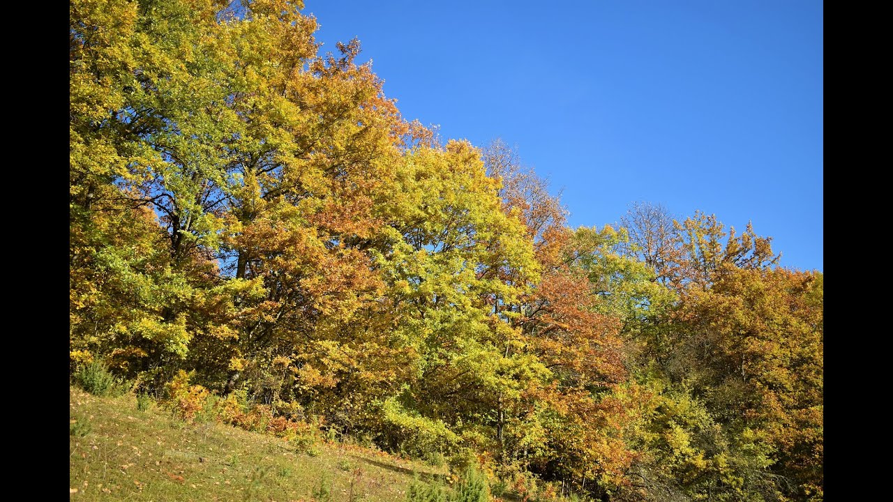 Colorful Autumn Forest / Bird And Wind Sounds / Relaxing Sounds / Sleep ...