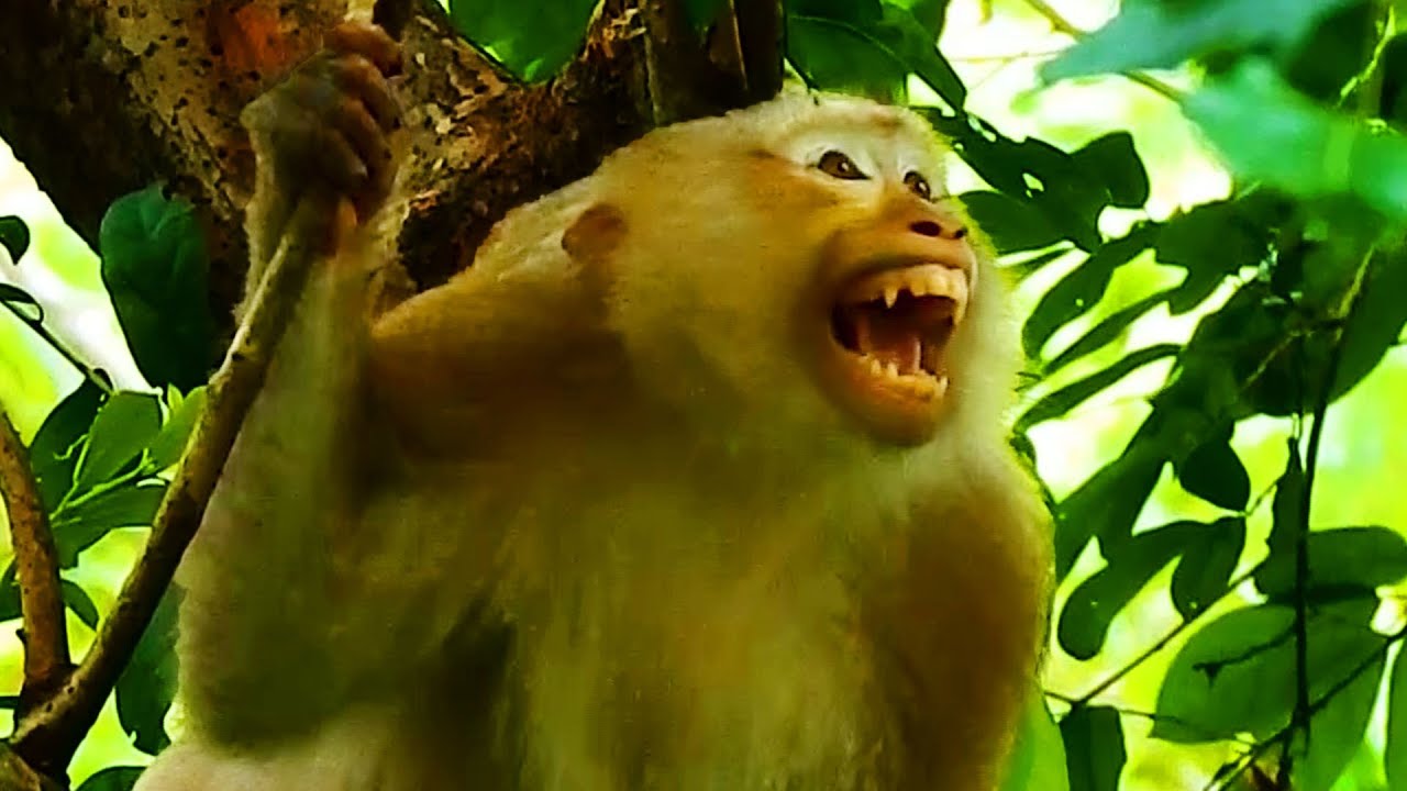 OMG! ROSE MONKEY CRY SO LOUDLY COS SHE LOST HER BB RAINBOW AGAIN! - YouTube