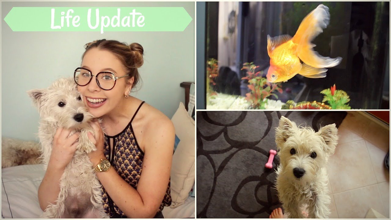 Life Update: Where Were We & What's New | TheDogBlog - YouTube