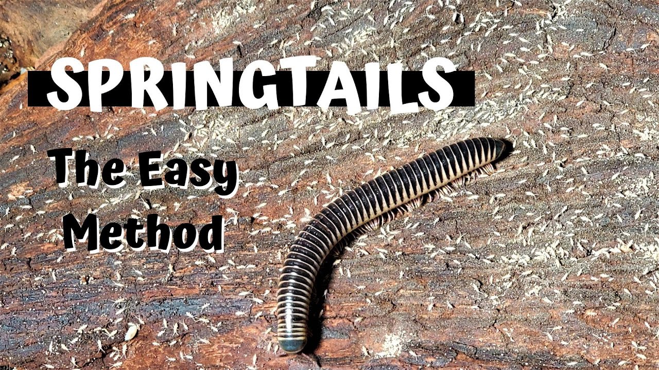 Culturing Springtails For Bioactive Vivariums | The Easy Way - YouTube