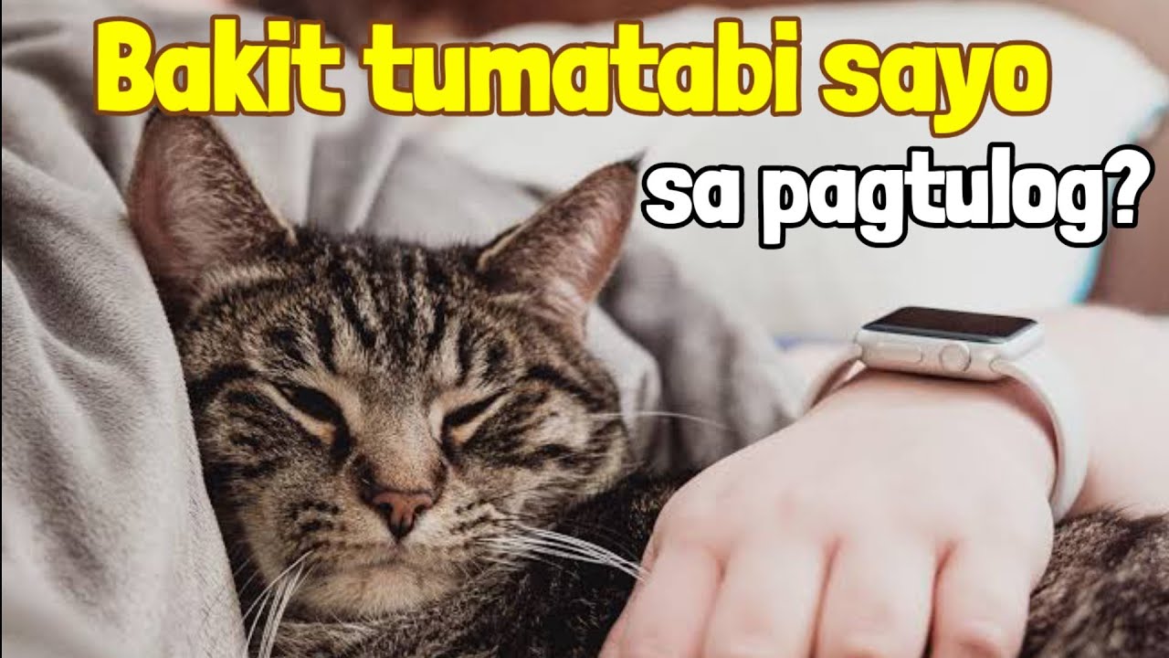 Bakit Tumatabi Sayo Sa Pagtulog Ang Pusa Mo? Anong Dahilan Bakit ...
