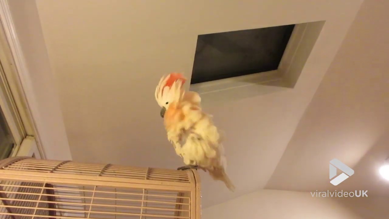 Cockatoo rocking out || Viral Video UK - YouTube