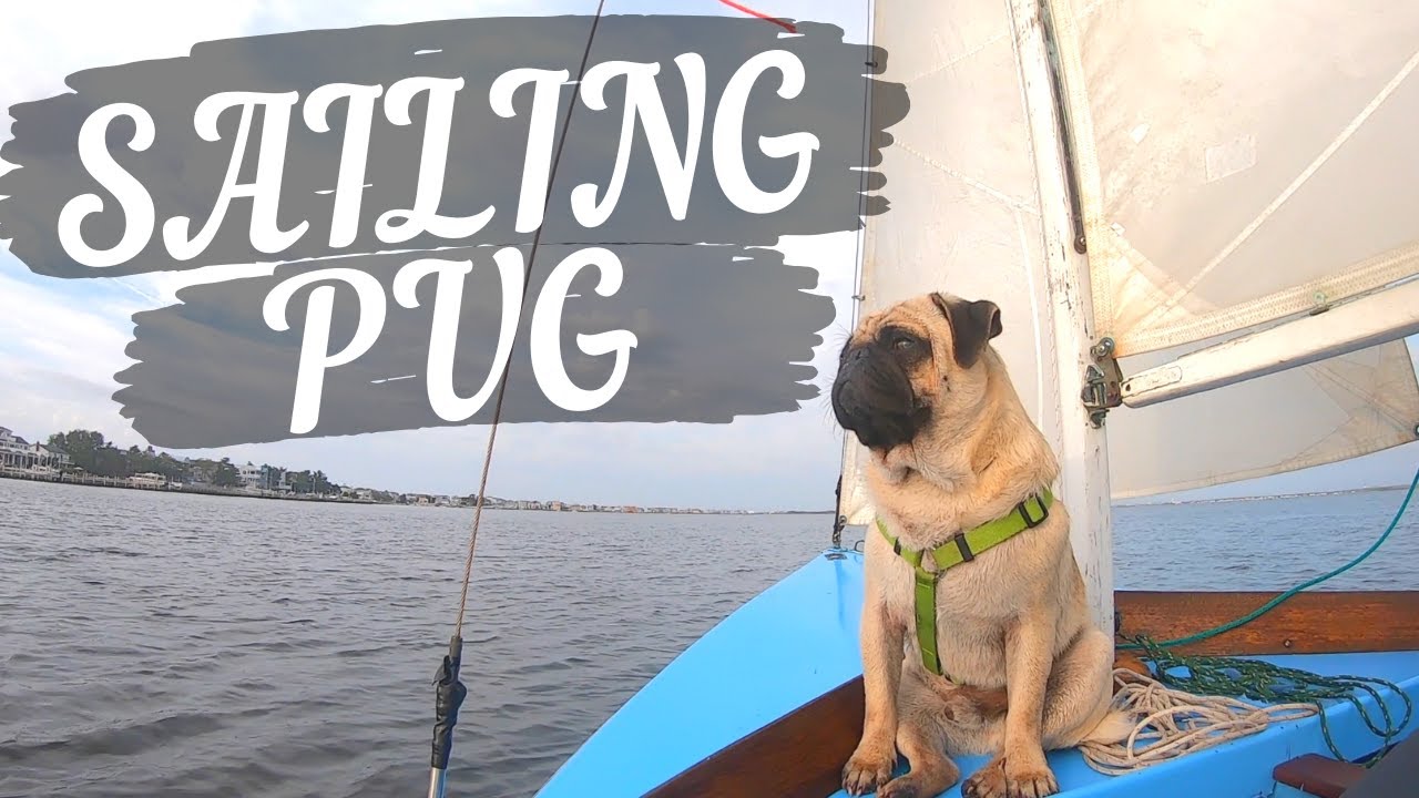 A PUG SAILING A BOAT - THAT IS ALL - YouTube