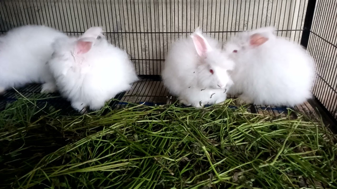 Lion head angora rabbit 🐇 NFSJust Show Quality - YouTube