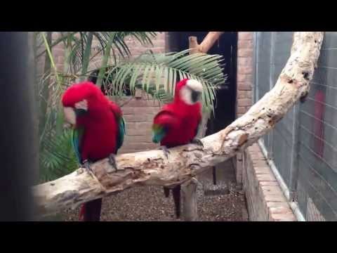 Angry birds oynayan papağanlar ( Playing angry birds parrots )