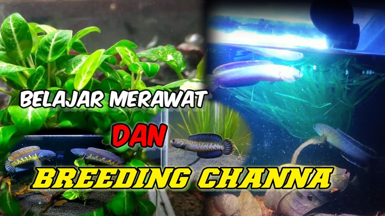 cara merawat channa hingga breeding ‼️mudah atau susah🤔 - YouTube