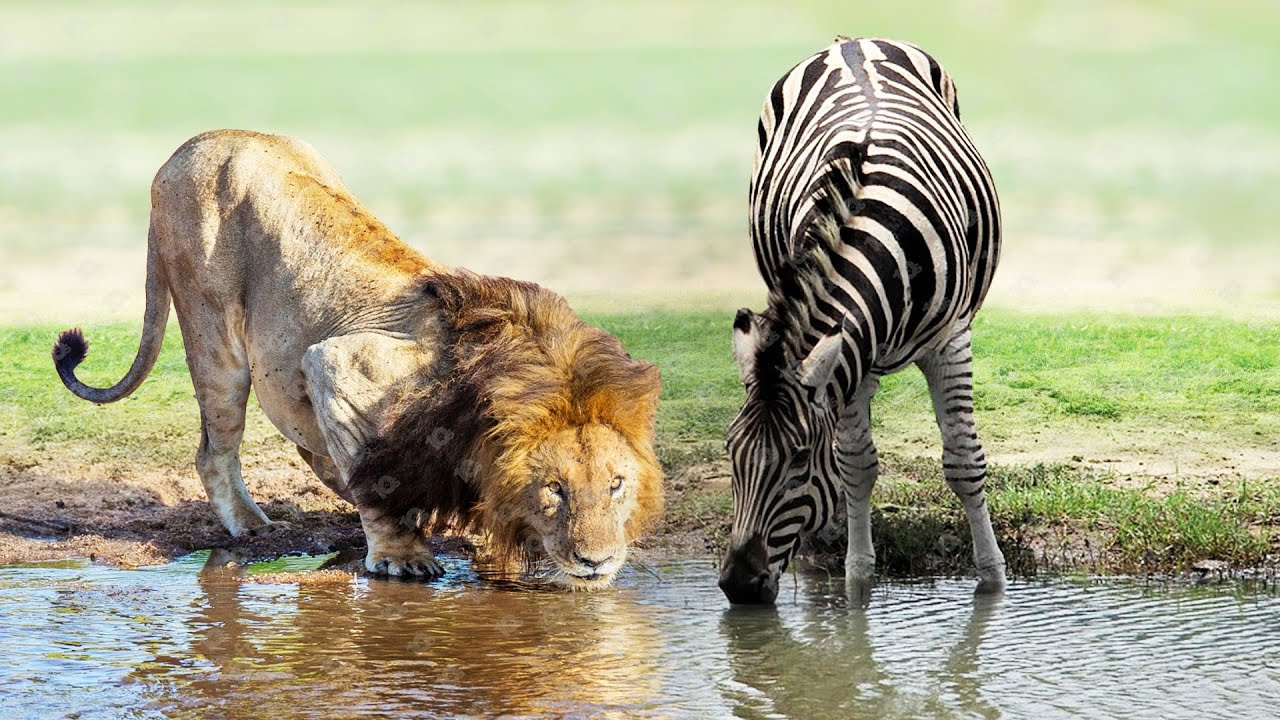 Animals Are No Longer Afraid of Lions - YouTube