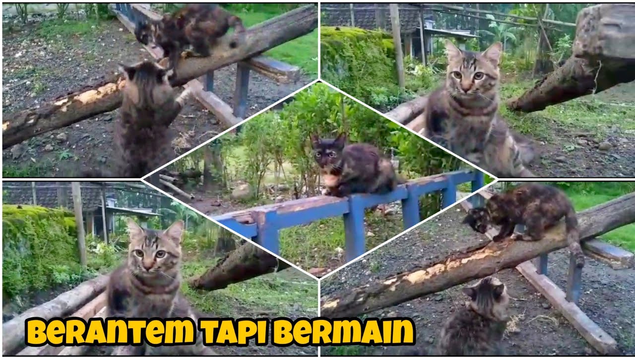 kucing berantem tapi ternyata kucing bermain 😁 | The Kucings - YouTube