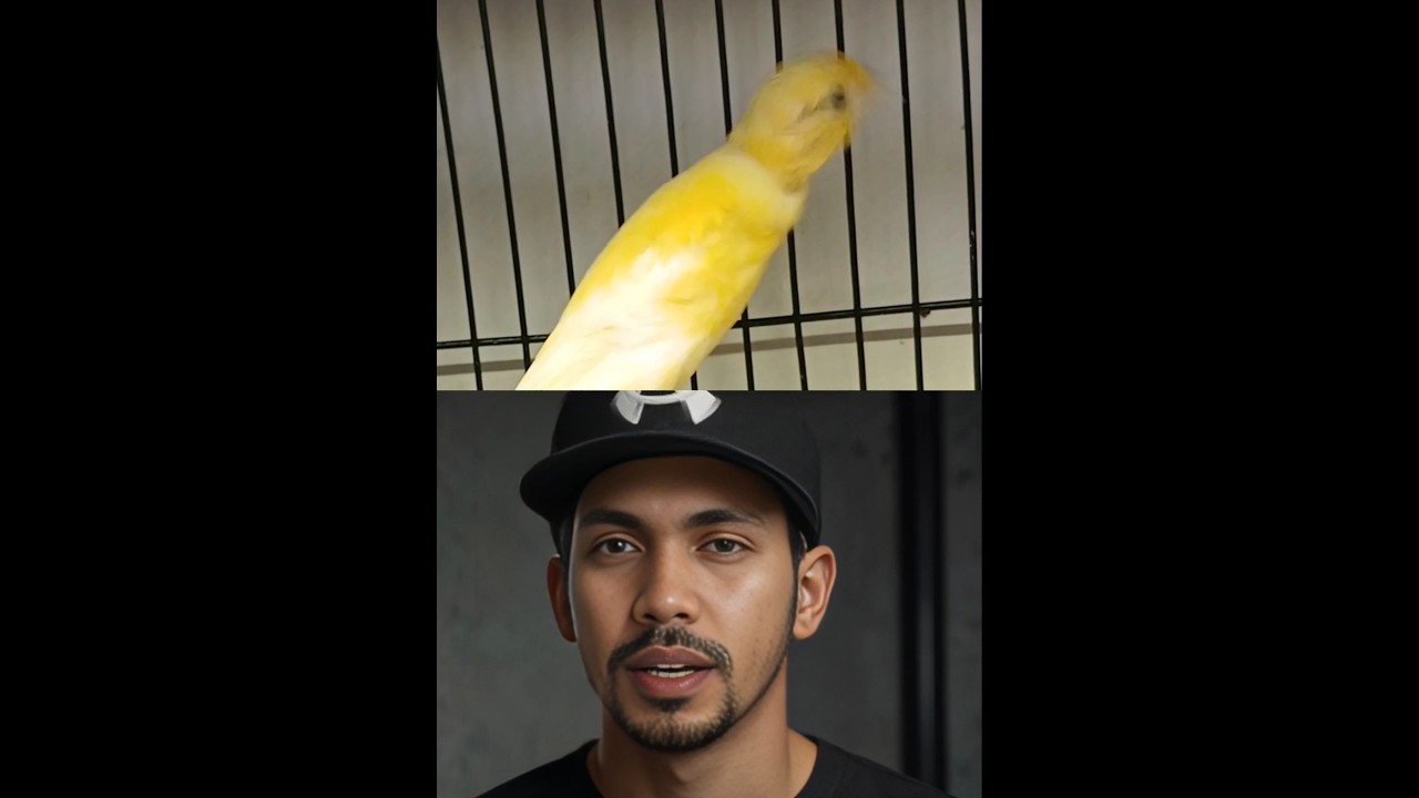 Sejarah burung kenari sf part#1 #birds #kenarimania #lombaburung # ...