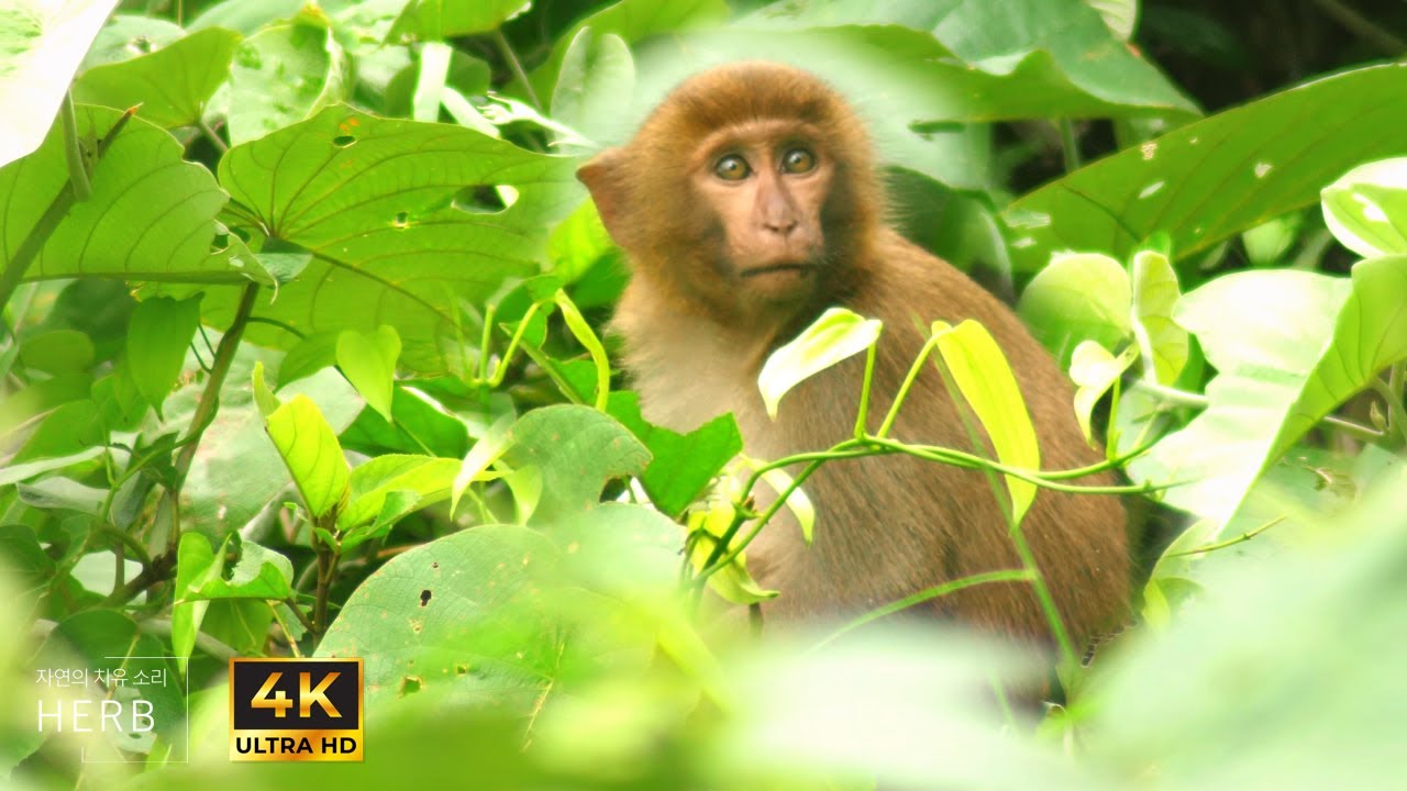 Shy Monkey Resting in the Forest | Real Wildlife Ambience for Sleep ...