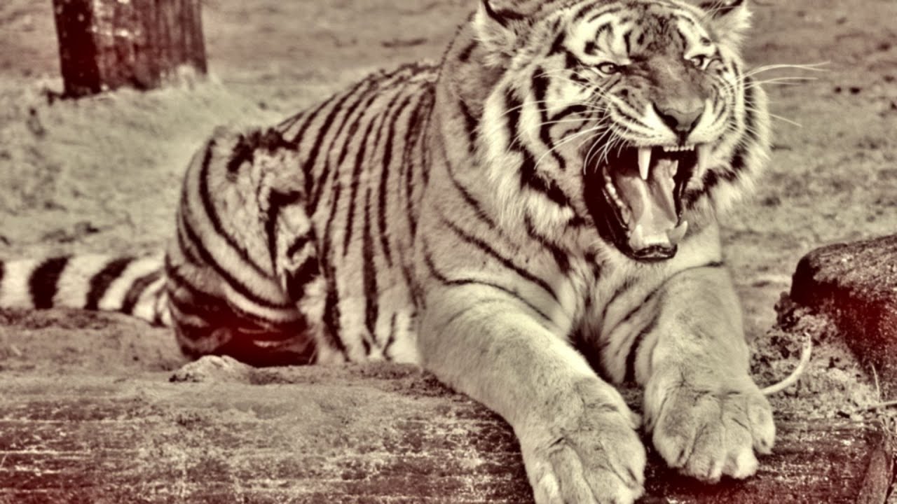 Katy Perry - Roar (Remix) - YouTube