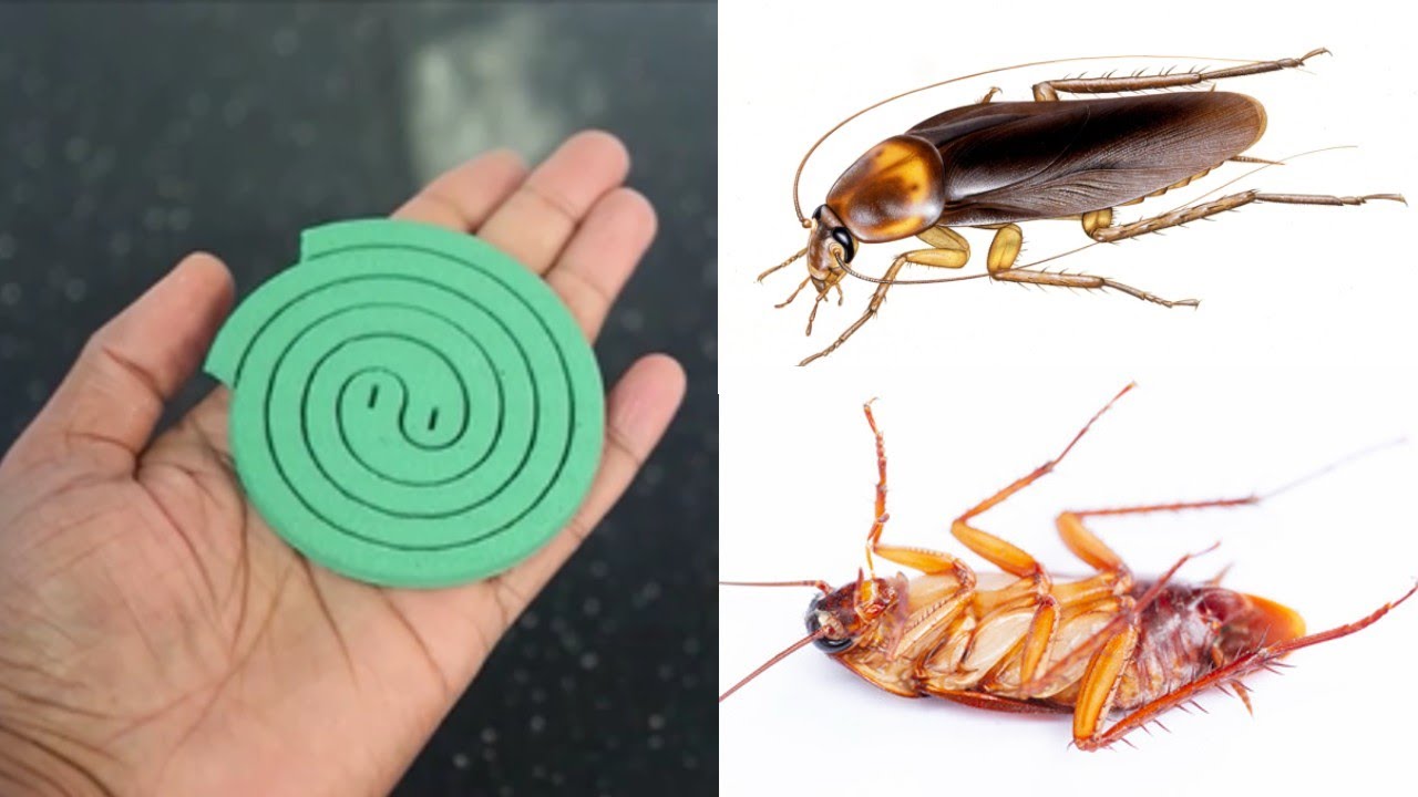 JUST ONE MINUTE | How To Get Rid of Cockroach Permanently In a Natural ...