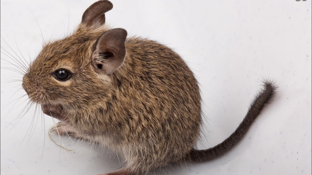 degus pics - YouTube