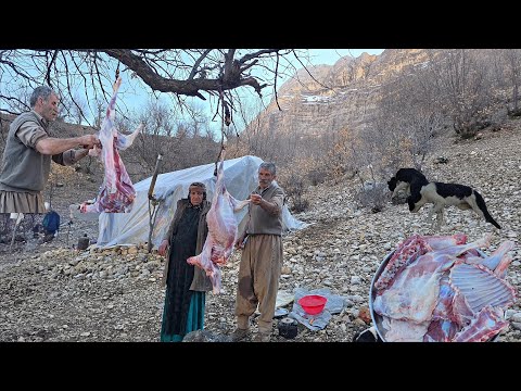 The simple and authentic life of nomads: slaughtering sheep and providing meat to survive