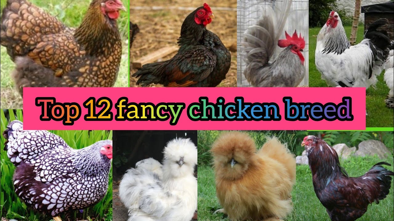 Top 12 fancy chickens breeds | wyandotte , Columbian brahma,buff silkie ...