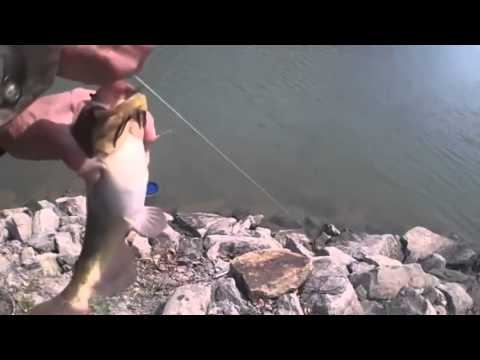 Bank Fishing Smallmouth Bass Bullhead Sucker - YouTube